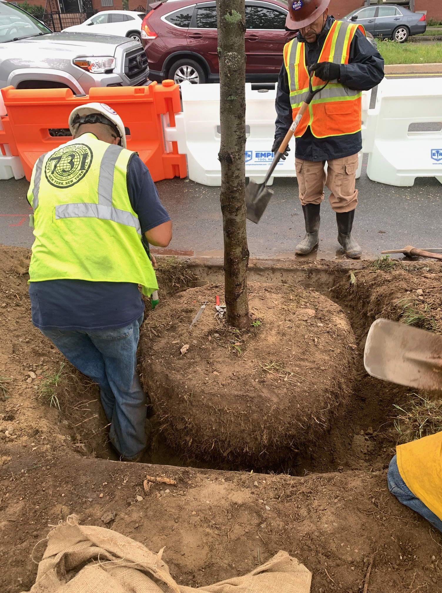 Successful Tree Transplanting – Bohemia Garden Center, Inc. Est. 1987